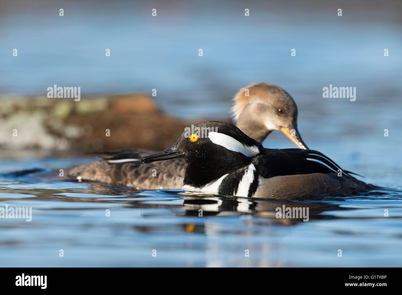 A female Hooded Merganser in the spring on a wetland in Minnesota Stock ...