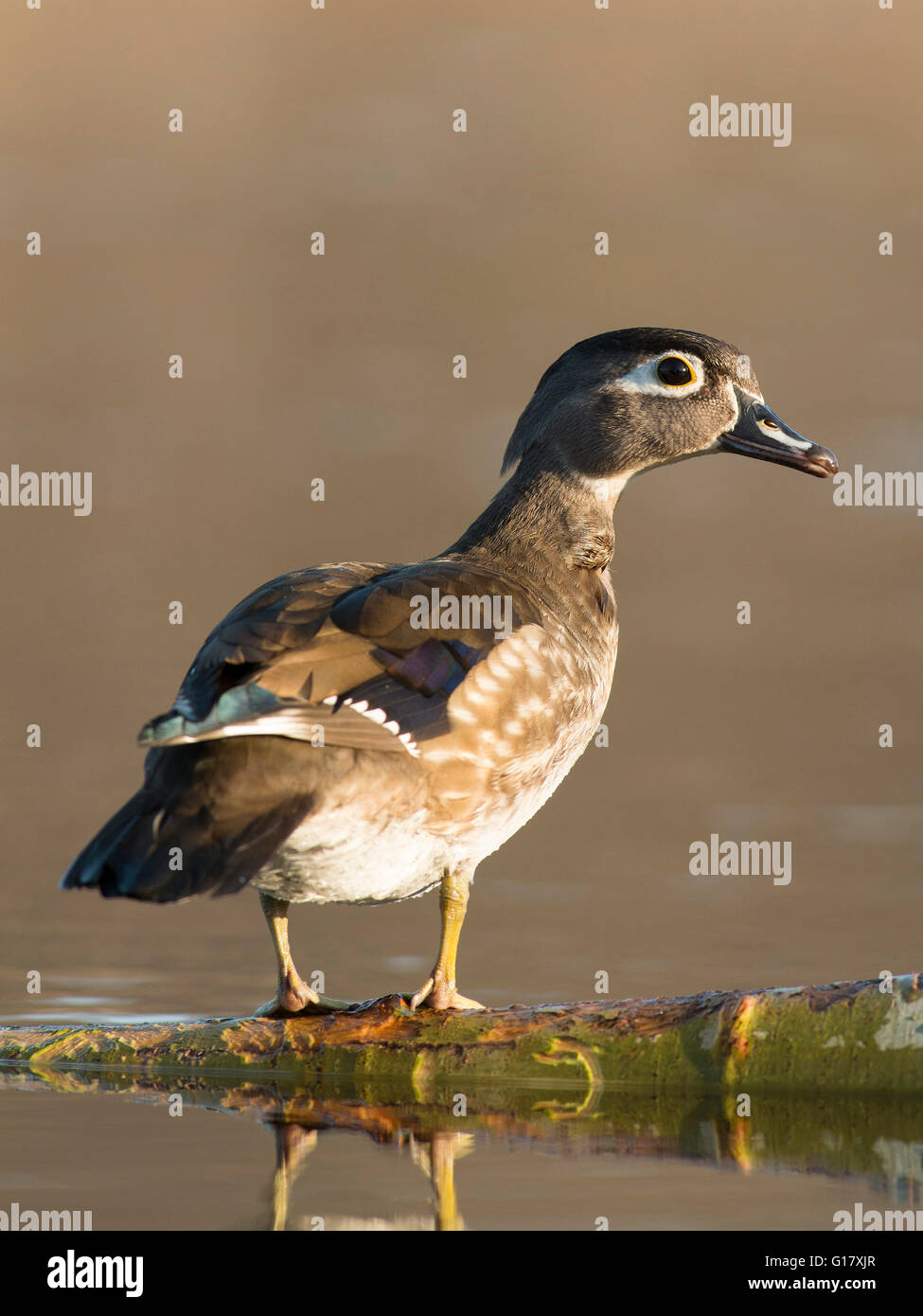A female Wood Duck standing on a log in the spring Stock Photo - Alamy