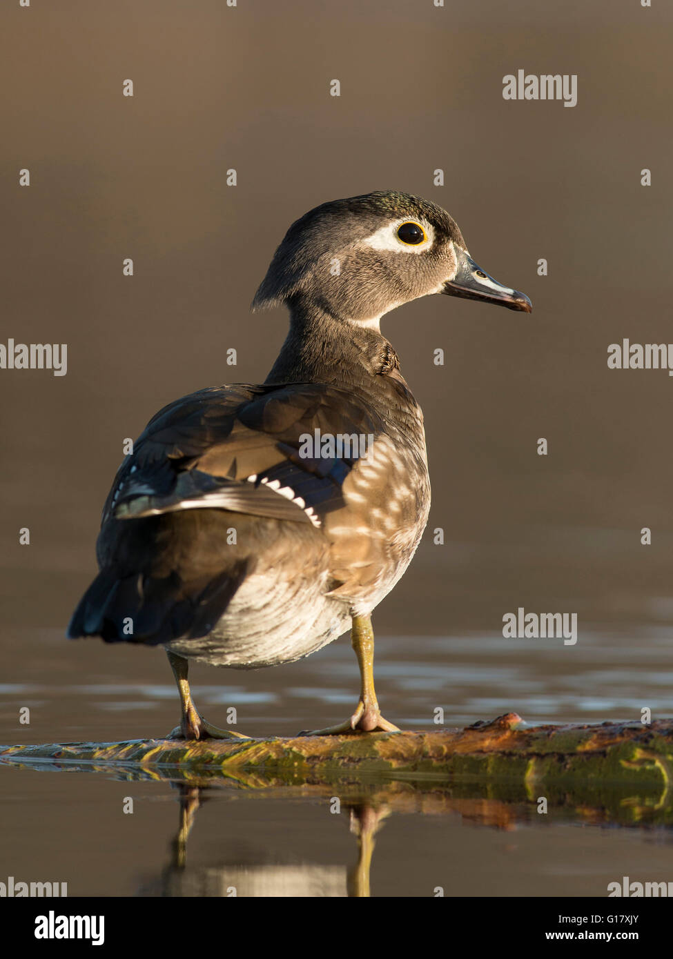 Female wood duck standing hi-res stock photography and images - Alamy