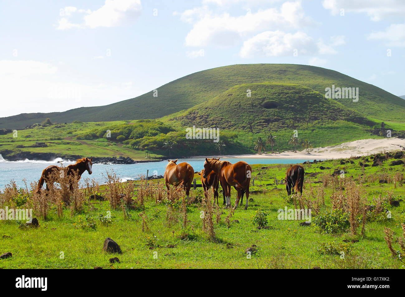 Easter island chile wildlife hi-res stock photography and images - Alamy