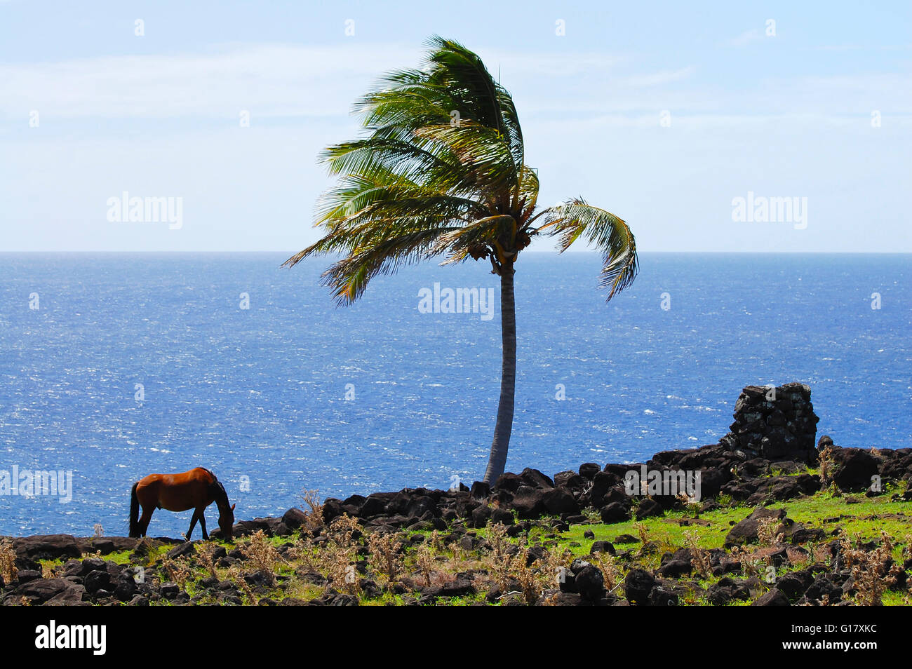 Easter island chile wildlife hi-res stock photography and images - Alamy