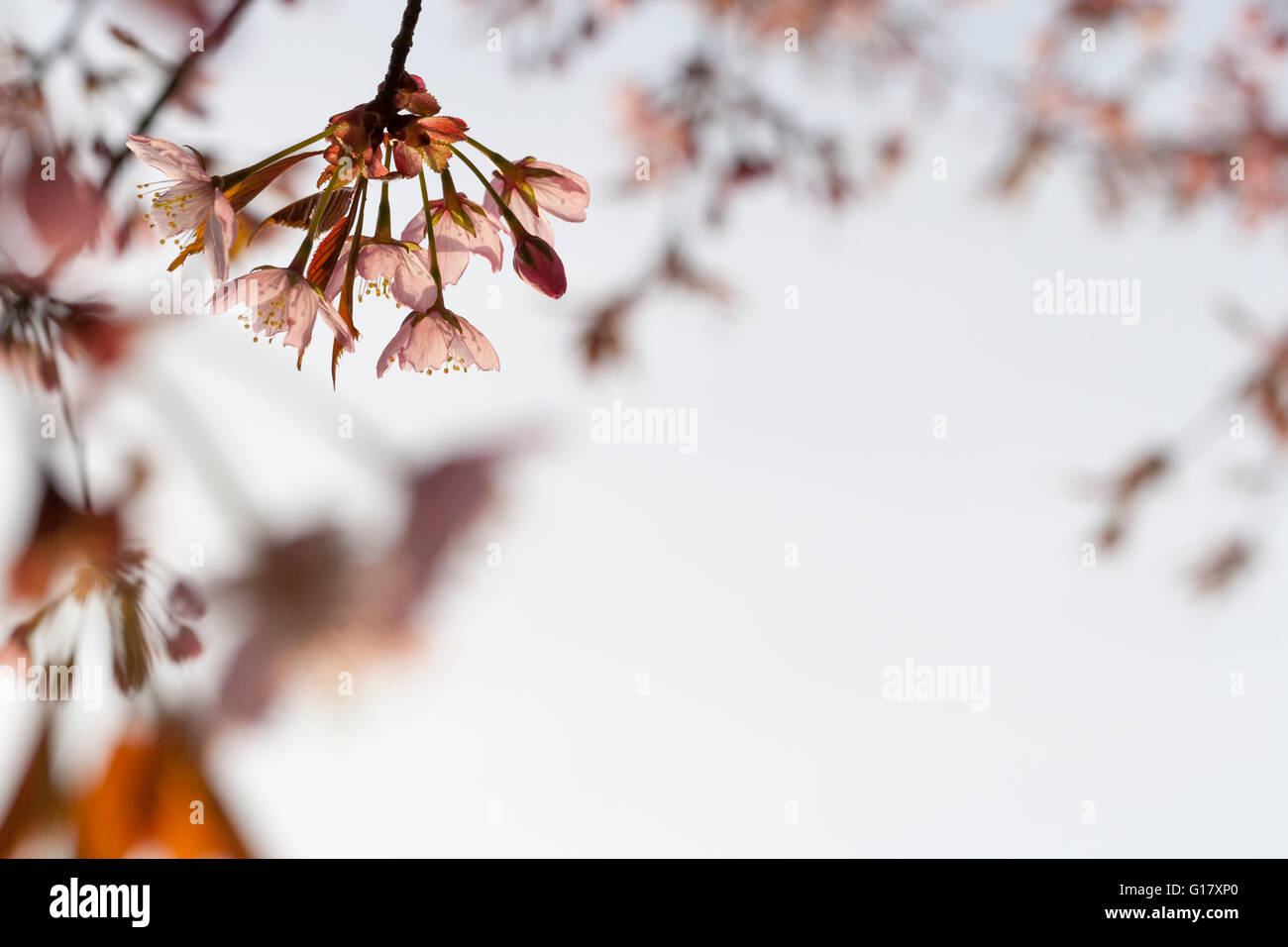 Finnish cherry tree hi-res stock photography and images - Alamy
