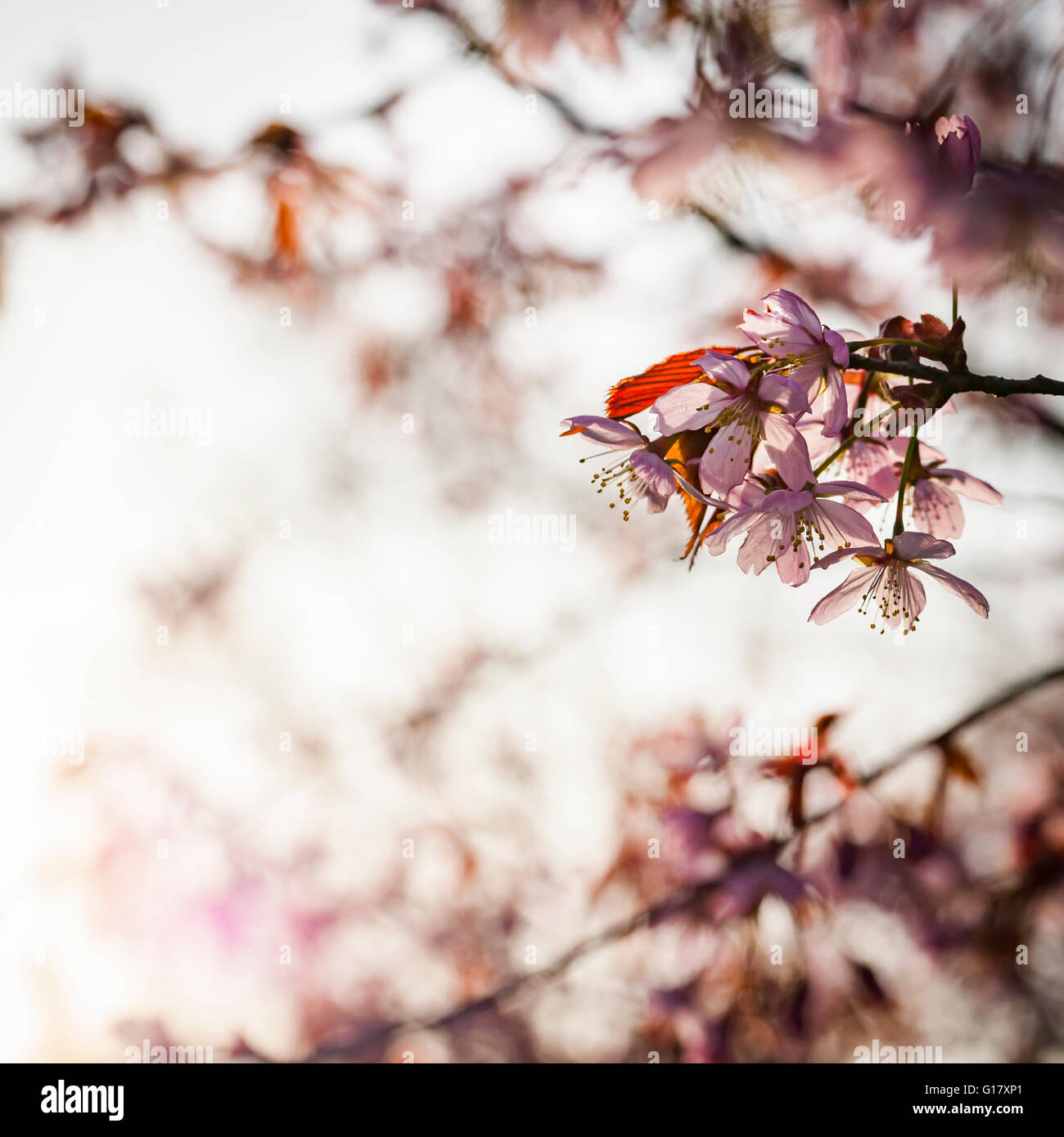 Finnish cherry tree hi-res stock photography and images - Alamy