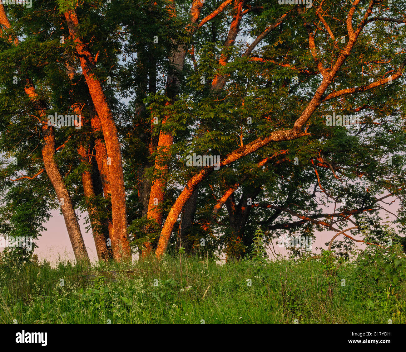 Swedish nature landscape during hi-res stock photography and images - Alamy