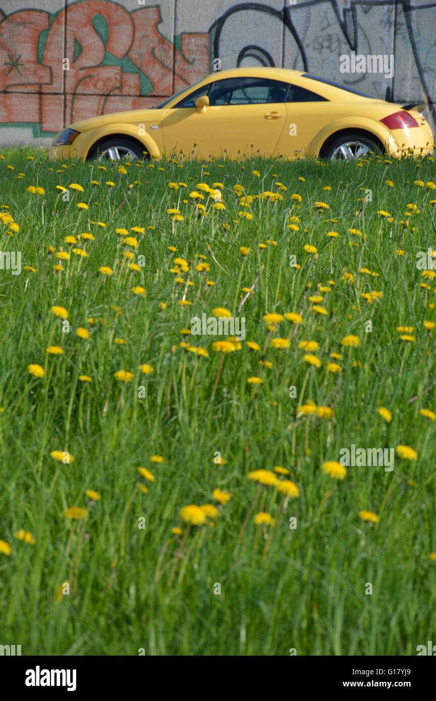 Yellow dandelions and yellow vehicle Stock Photo - Alamy