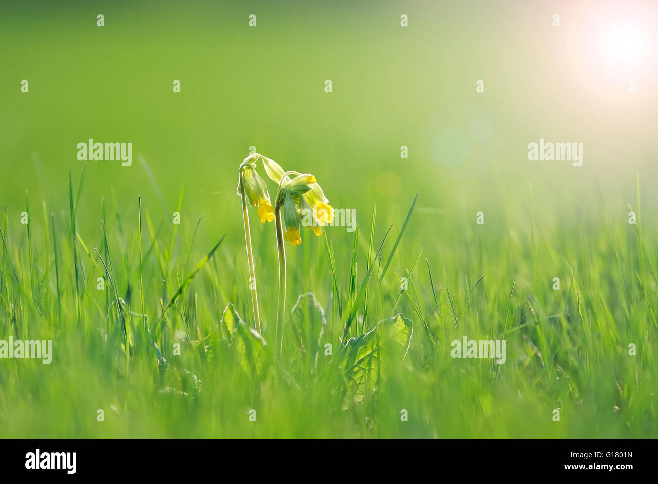 Ianthe flower hi-res stock photography and images - Alamy