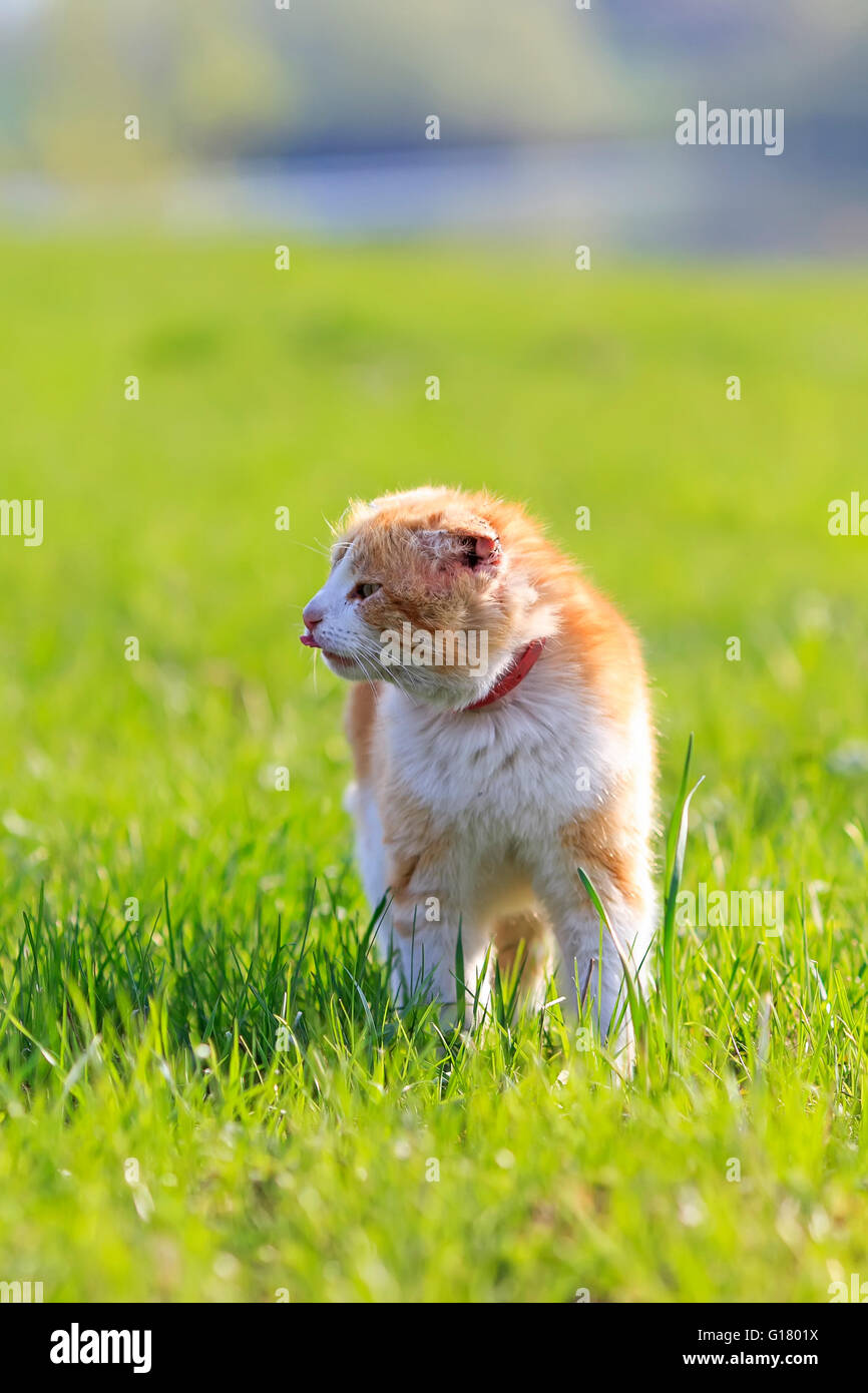 animal, background, beautiful, beauty, beige, cat, color, colorful ...