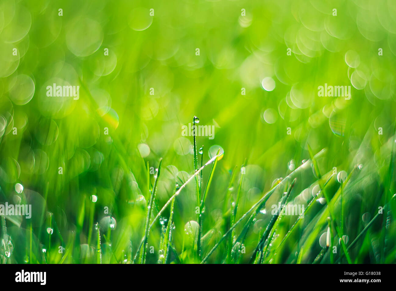 Green Environment Background