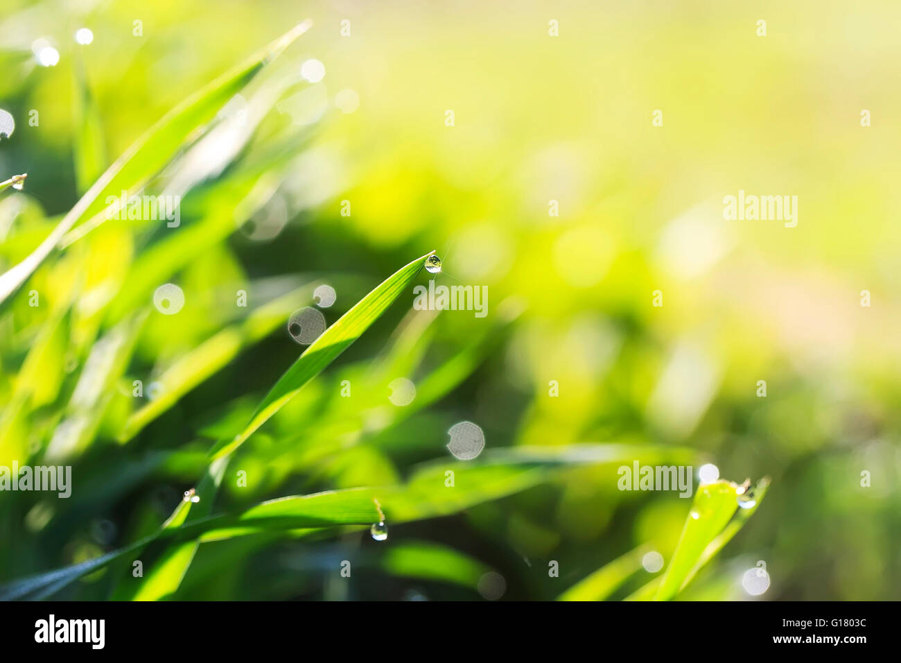 background, beautiful, blur, bright, clean, close, condensation, dew ...