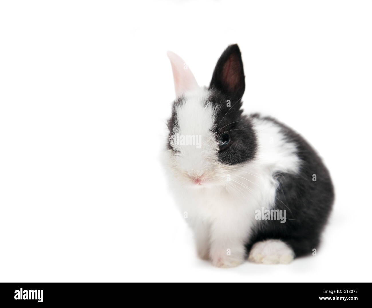 Cute rodent sit on Cut Out Stock Images & Pictures - Alamy