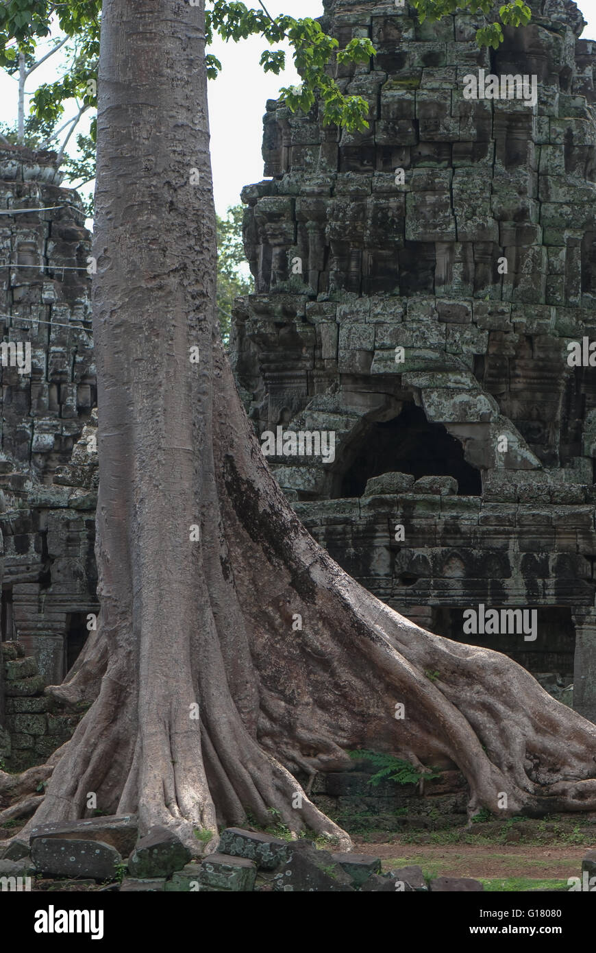 A giant tree is grappling with the remains of temple Ta Prohm ...