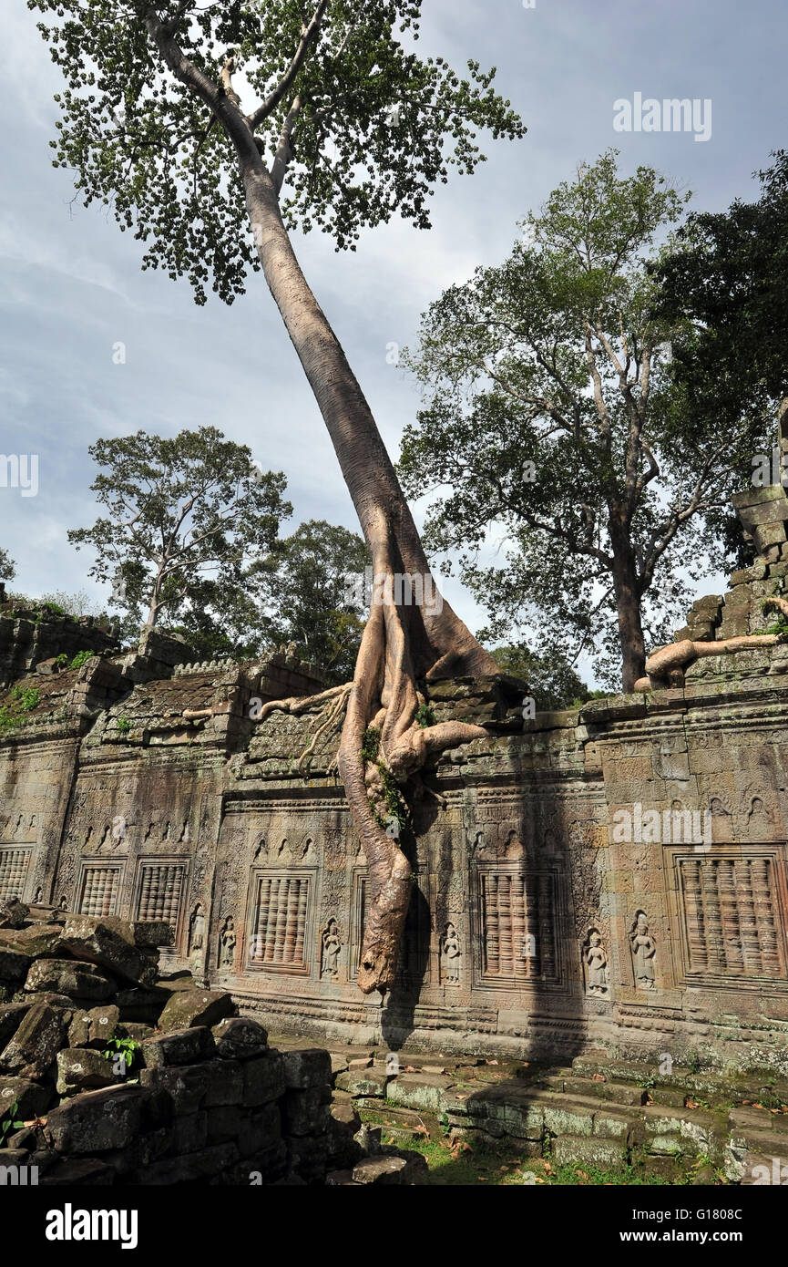 A giant tree is grappling with the remains of temple Ta Prohm ...