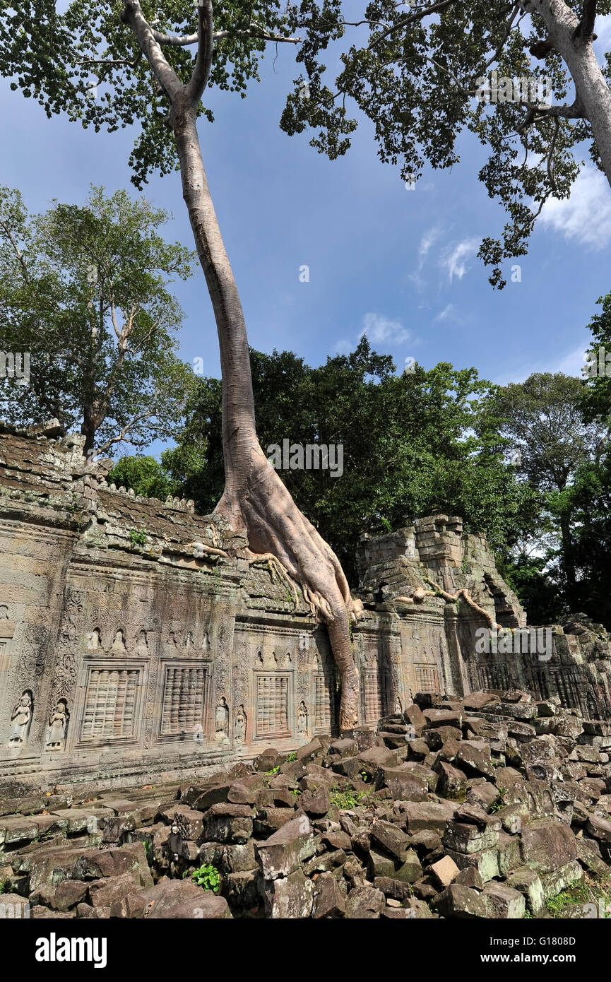 A giant tree is grappling with the remains of temple Ta Prohm ...