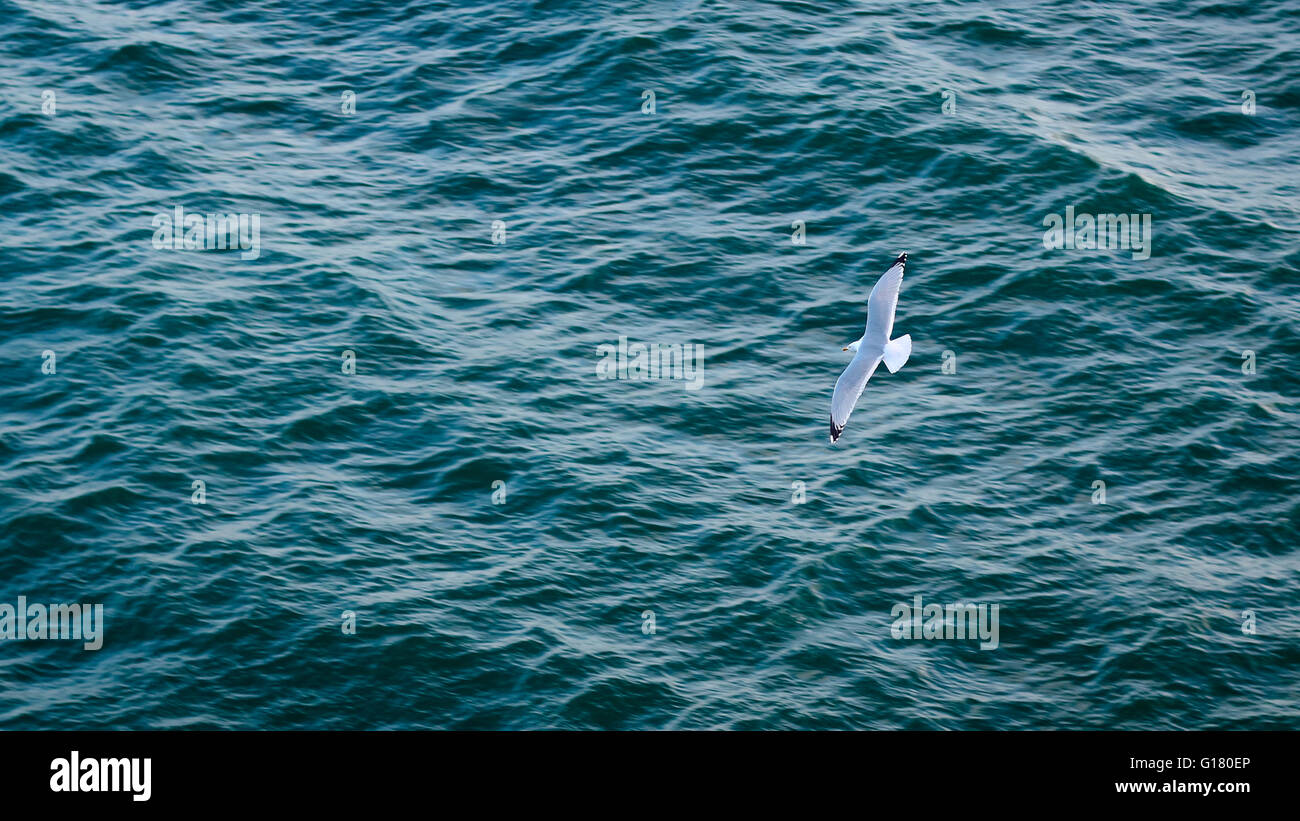 A seagull soaring above the sea Stock Photo - Alamy