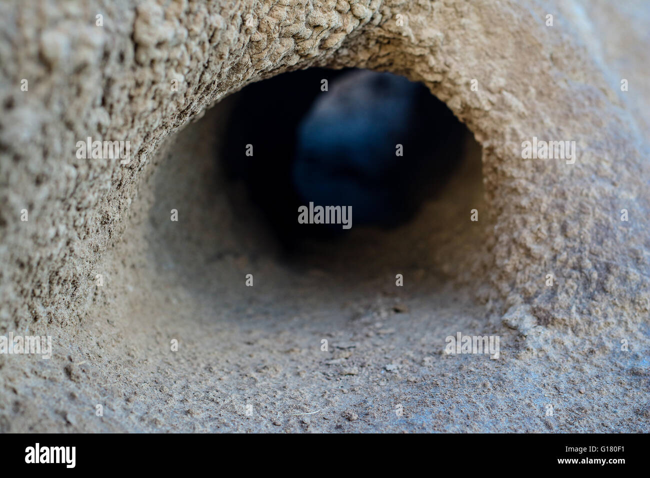 A small animal burrow in the sandy cliff top soil of St Govans Head ...