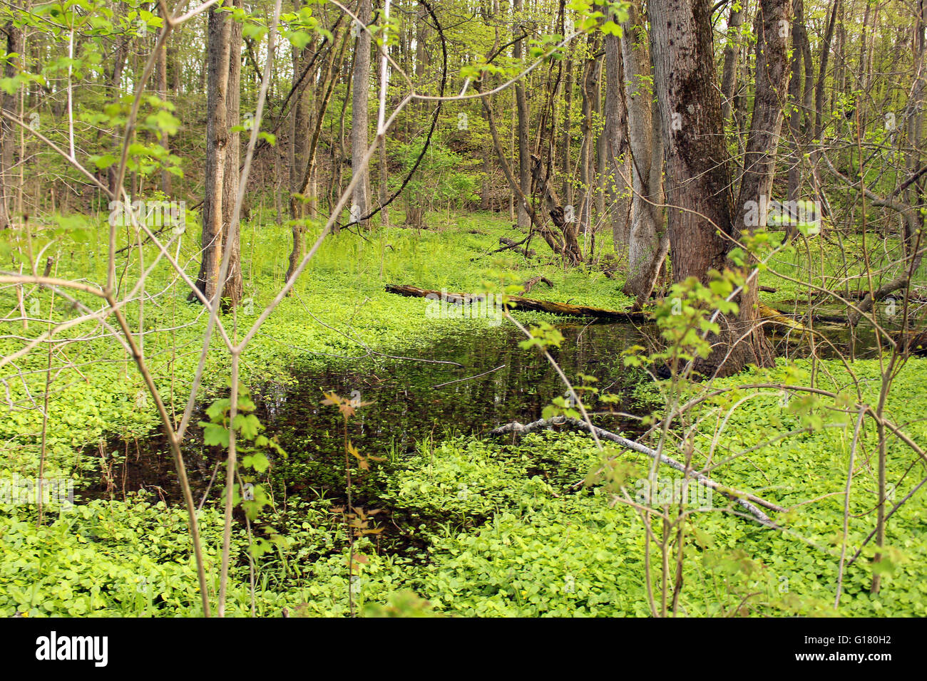 Marsh swamp forest hi-res stock photography and images - Alamy