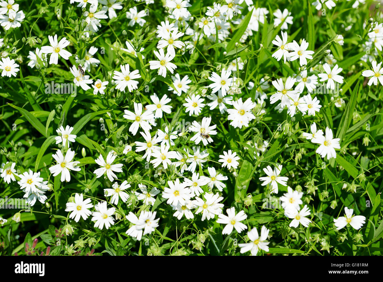 white wildflowers close view, bright green meadow, beautiful spring ...