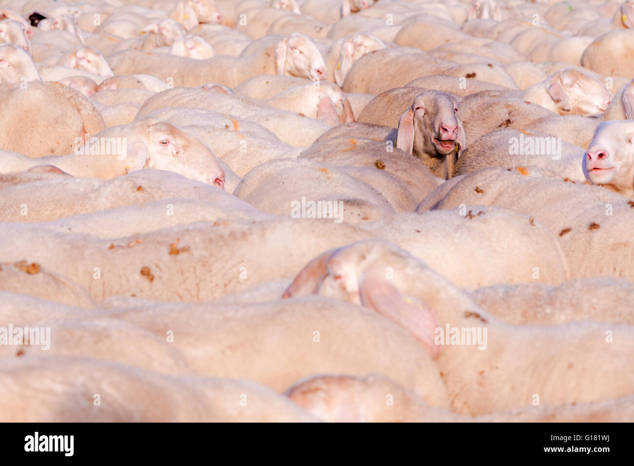 Sheep isolated from the flock hi-res stock photography and images - Alamy