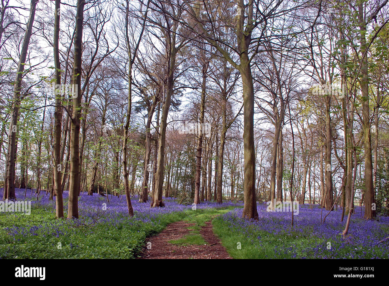 A carpet of bluebells make a stunning display in the woods on a spring ...
