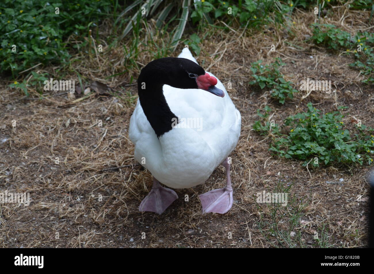 Black-Necked Swan at San Antonio Zoo San Antonio Texas USA Stock Photo ...