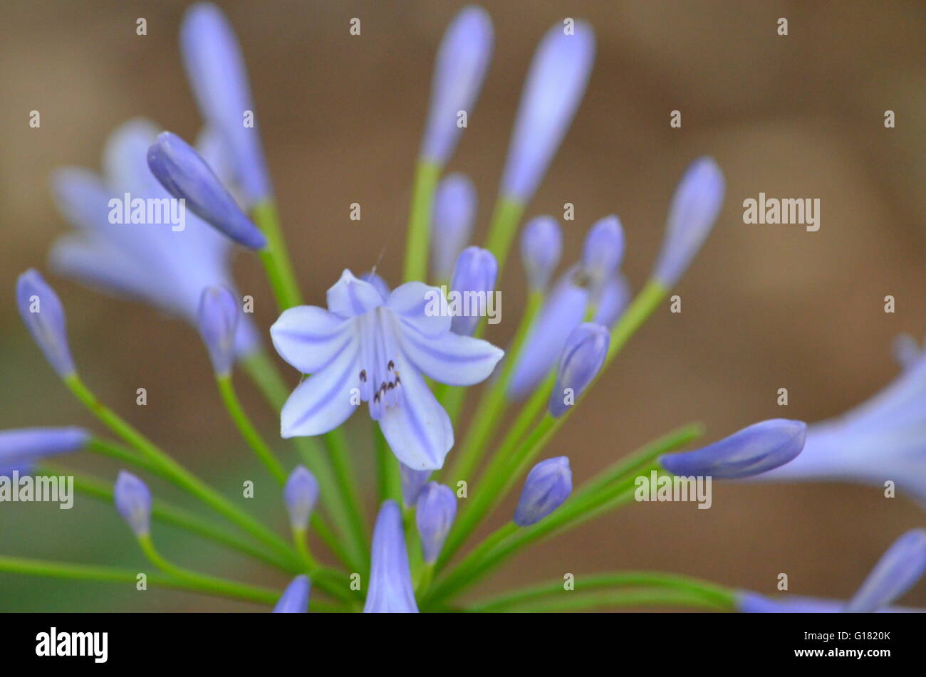 African Lilly (Agapanthus Africanus) Closeup San Antonio Texas USA ...