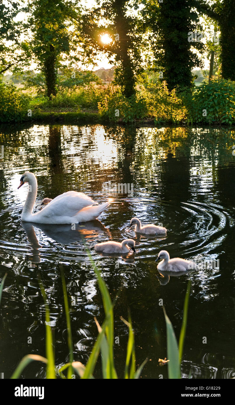 Family Swans Cygnets Canal High Resolution Stock Photography and Images - Alamy