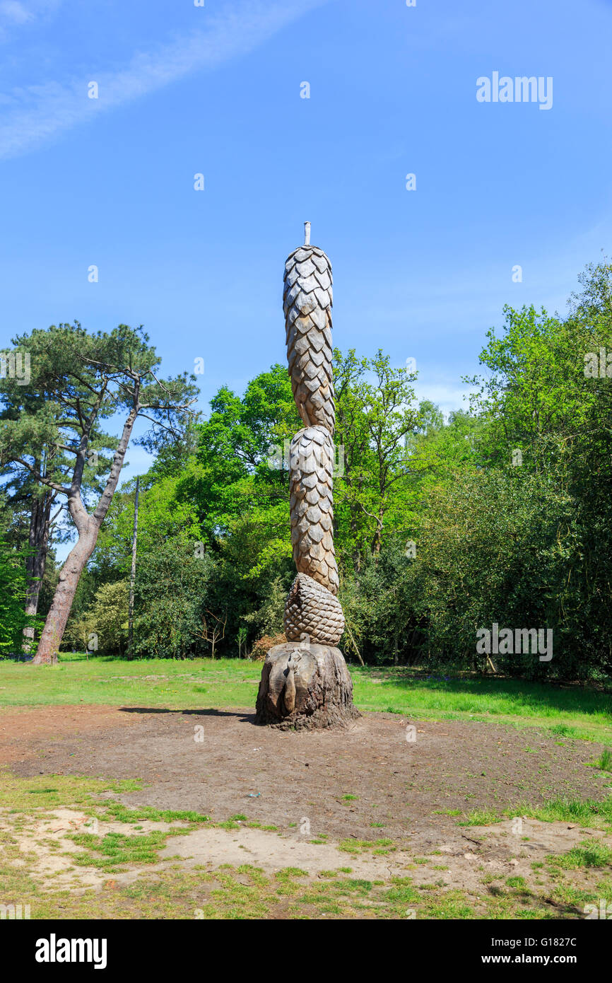 Pinus radiata hi-res stock photography and images - Alamy