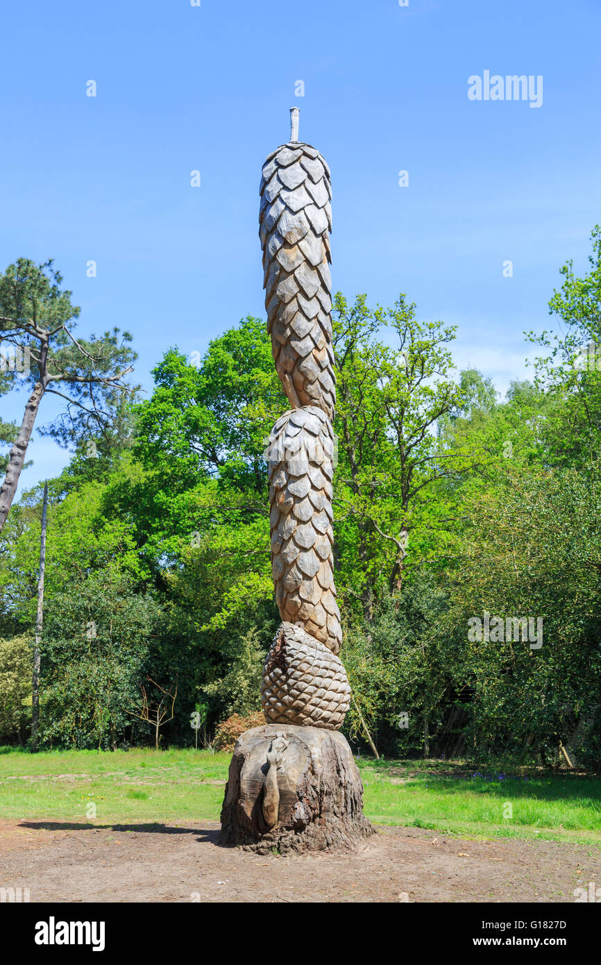 Pinus radiata hi-res stock photography and images - Alamy