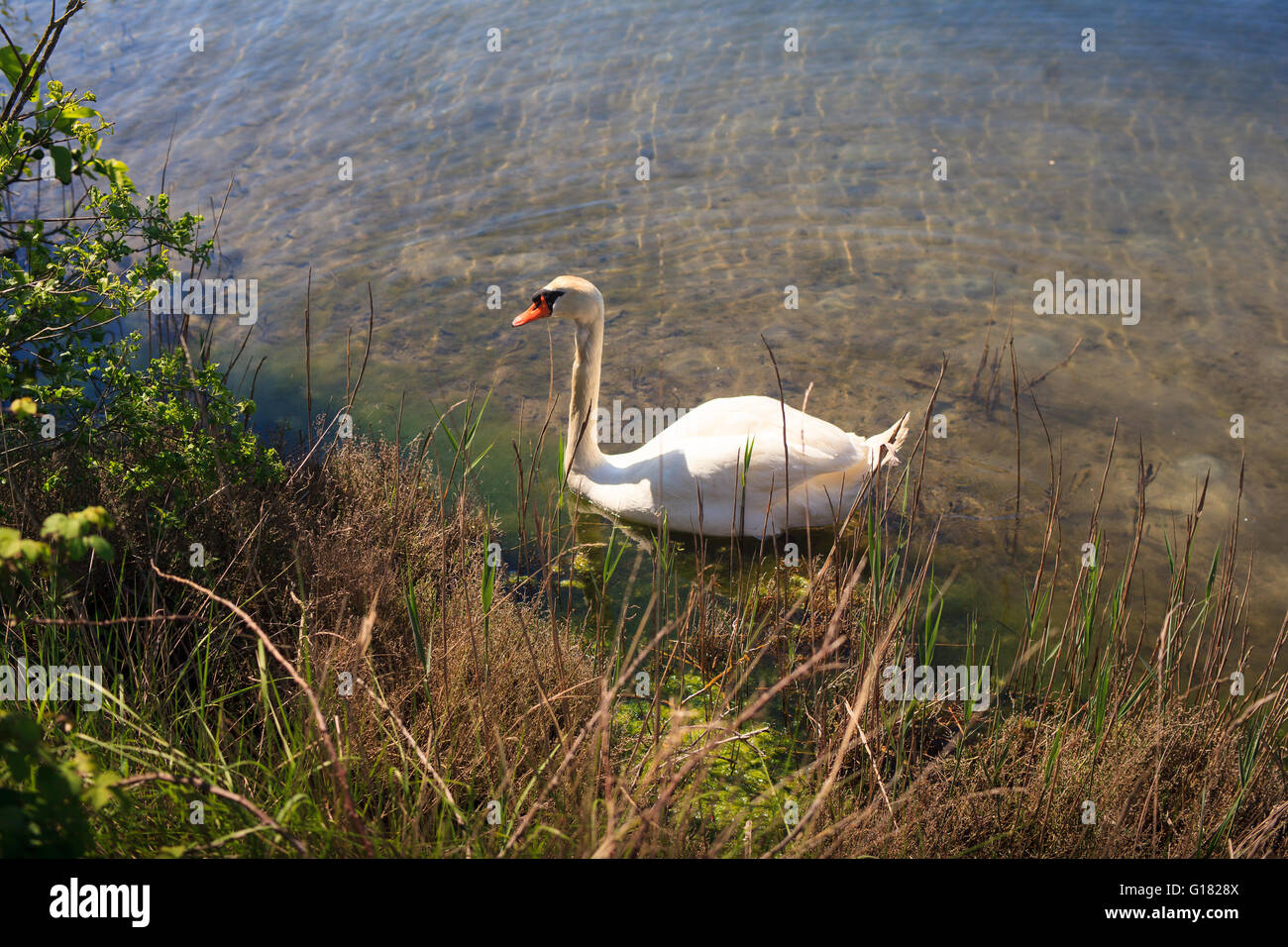 Swan floating in the nature reserve of the Isonzo river mouth Stock ...