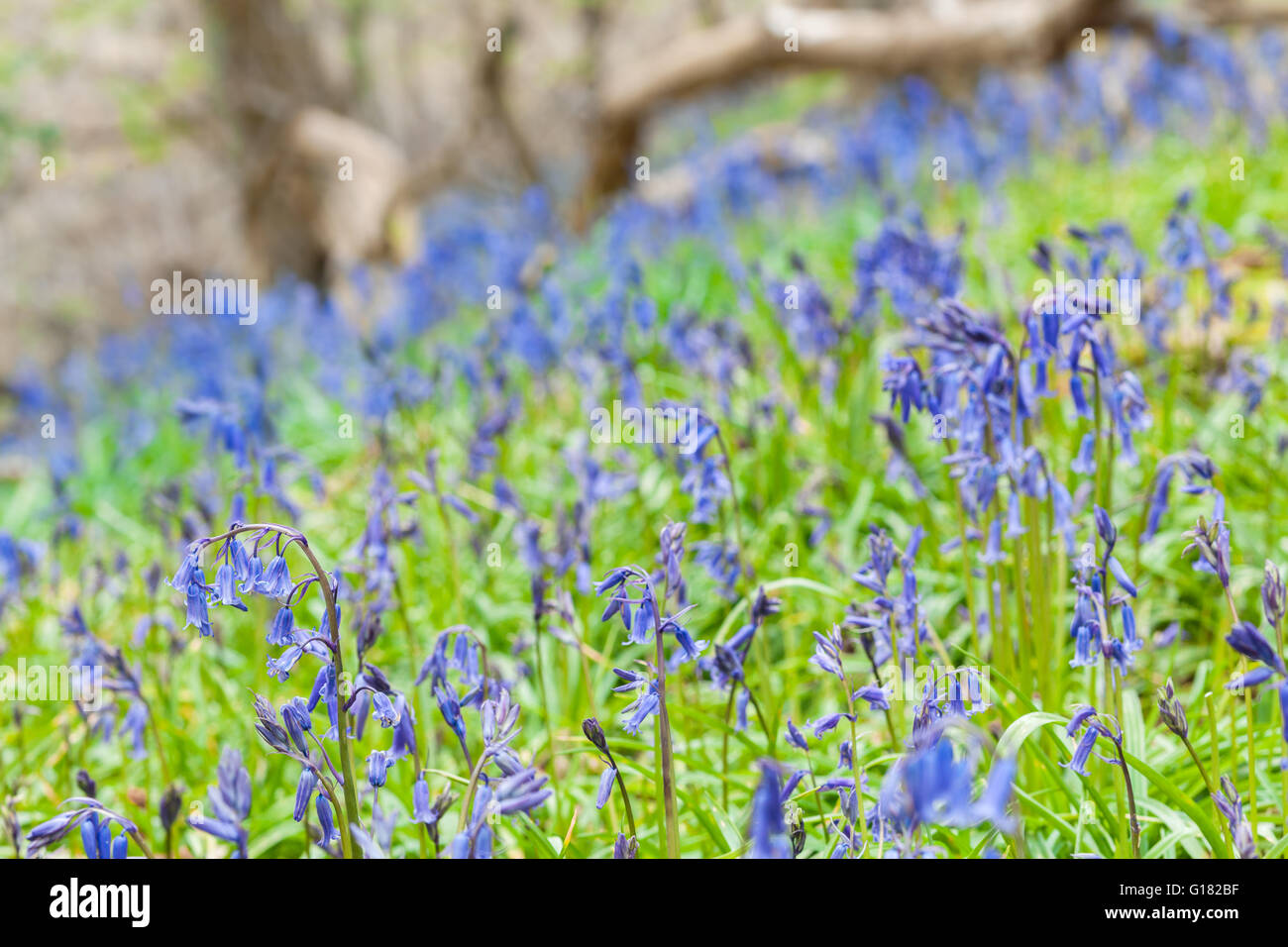 Delicate light blue flowers hi-res stock photography and images - Alamy