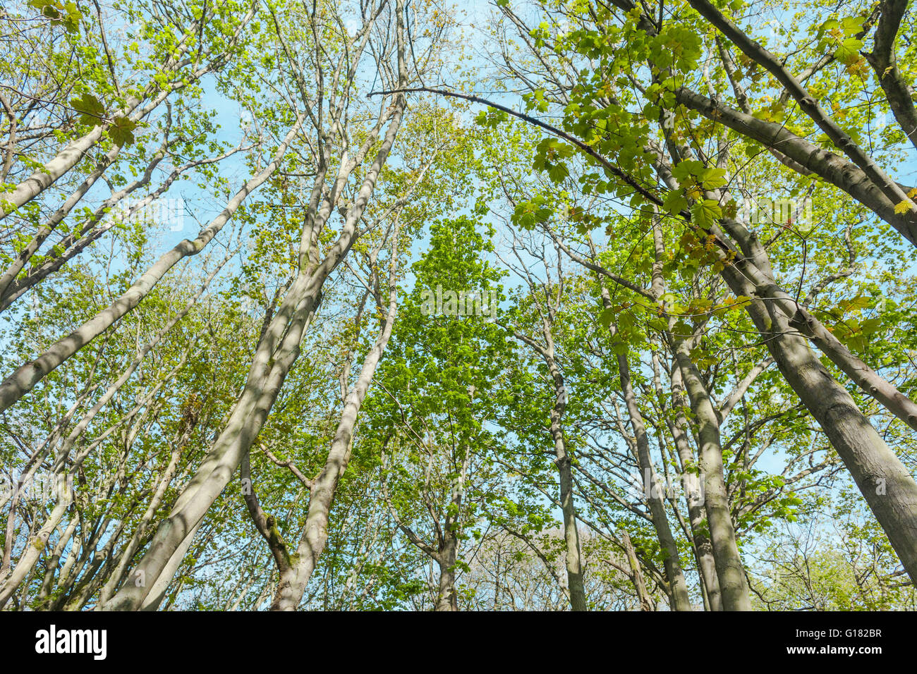 Green woodland background hi-res stock photography and images - Alamy