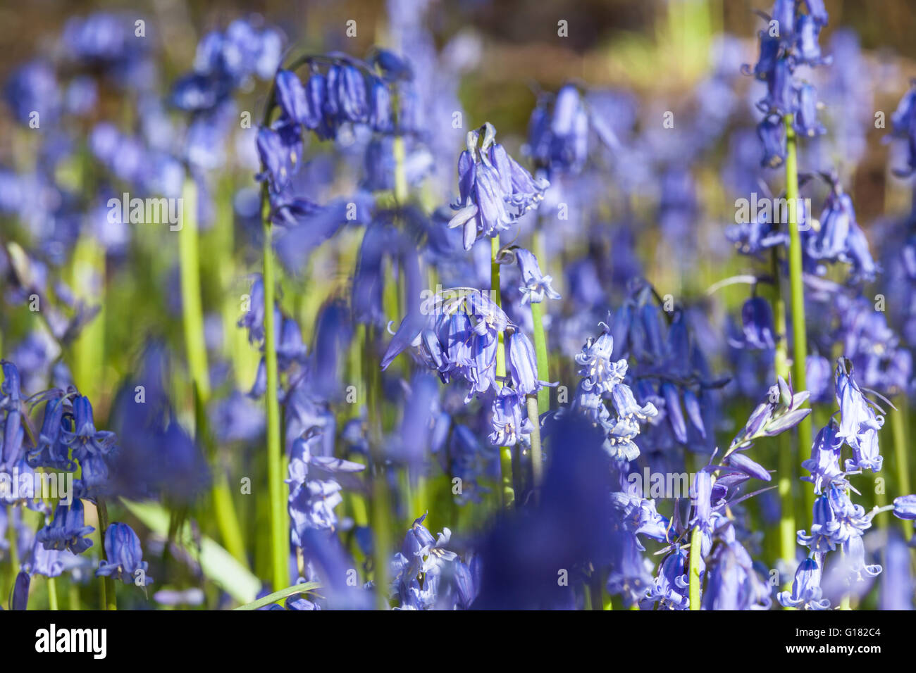 Spring Bluebell Flowers Meadow Close Up View Stock Photo - Alamy