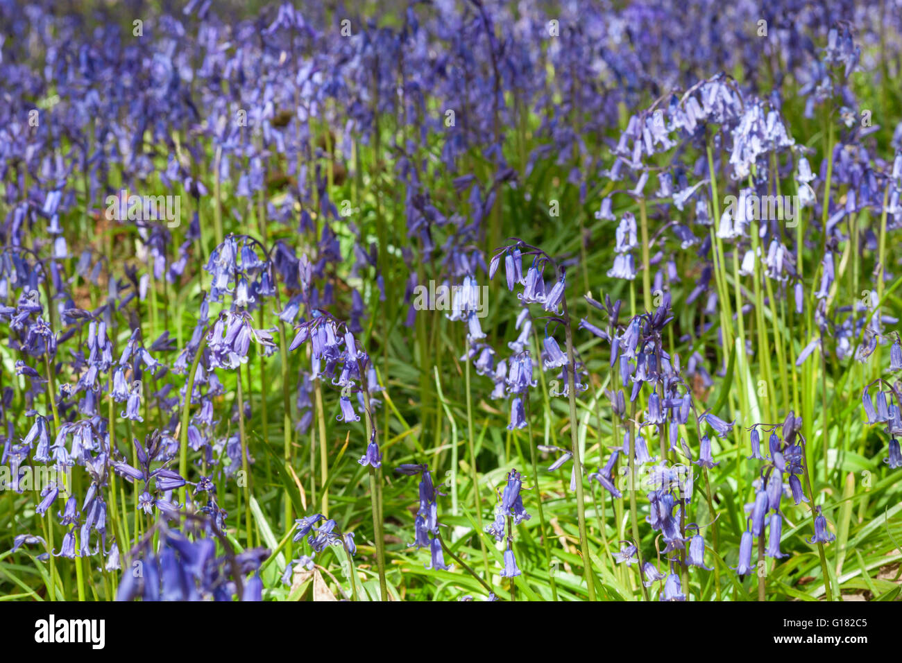 Blue spring flowers hi-res stock photography and images - Alamy