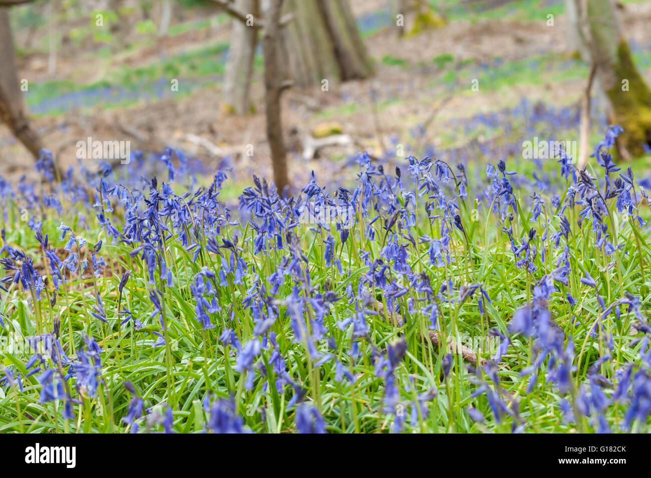British meadow flowers hi-res stock photography and images - Alamy