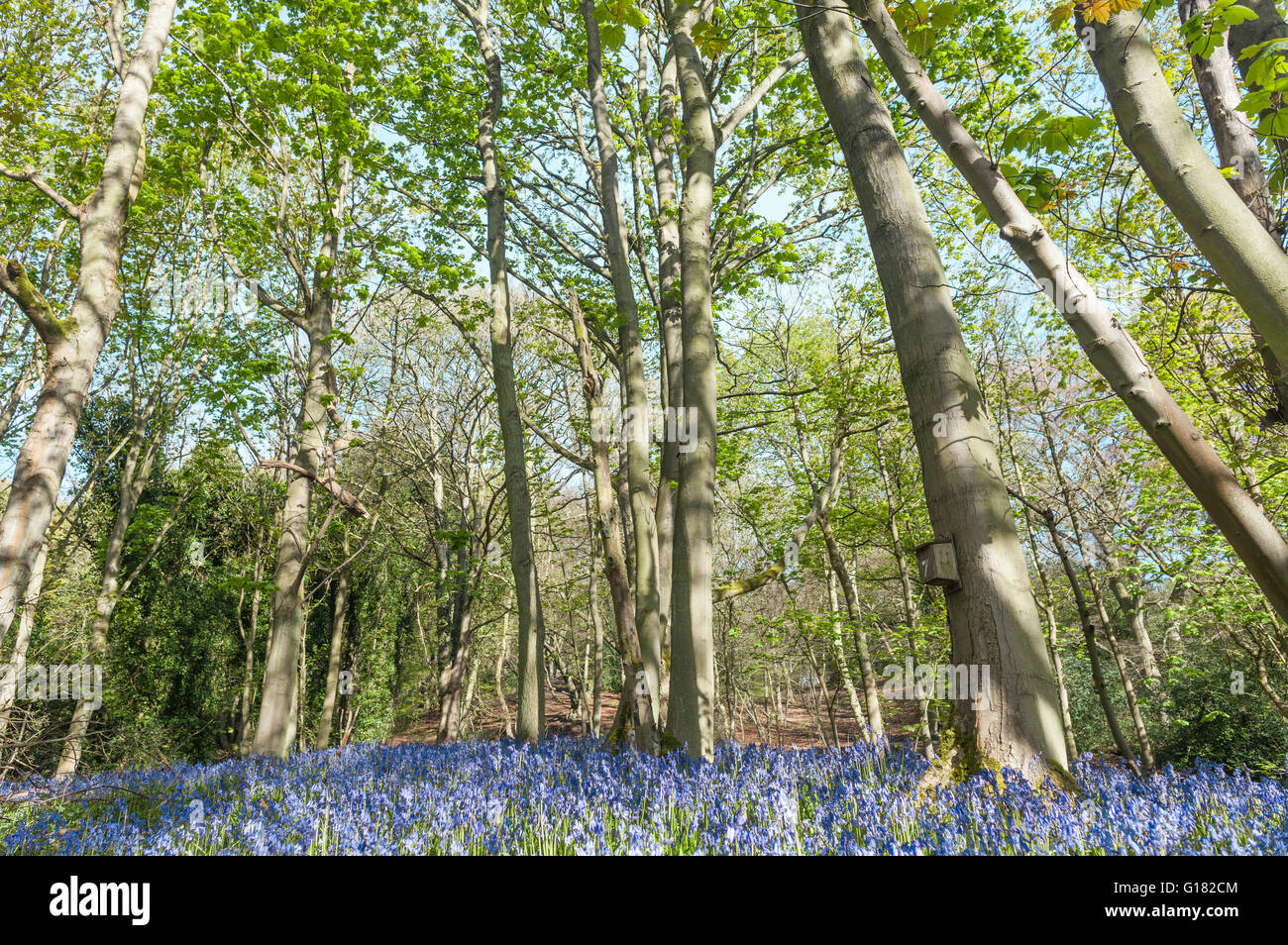 British blooming tree hi-res stock photography and images - Alamy