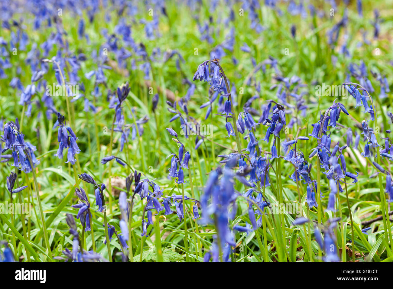Rare forest flowers hi-res stock photography and images - Alamy