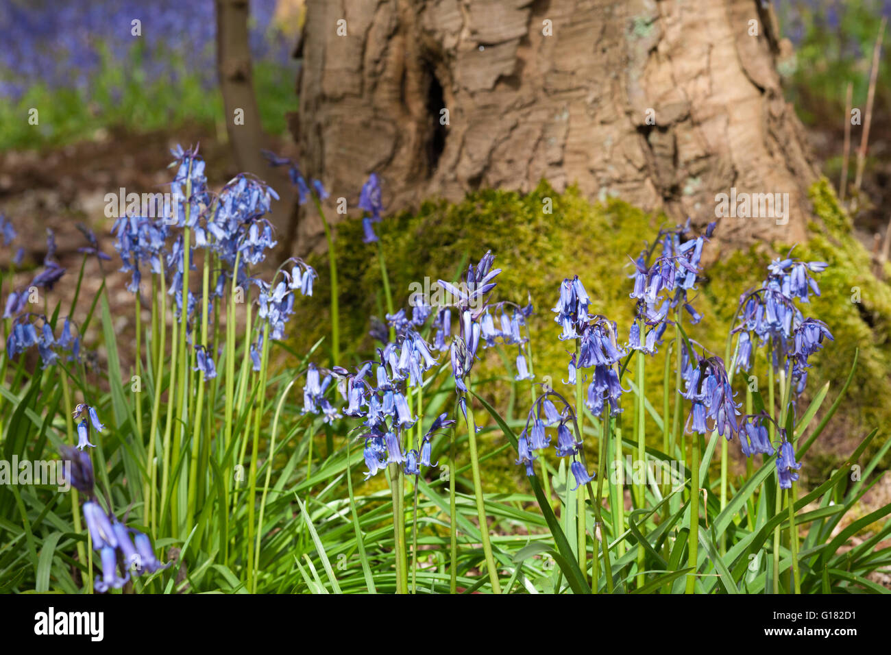Bluebells Flowers Meadow on Maple Trunk Background Stock Photo - Alamy