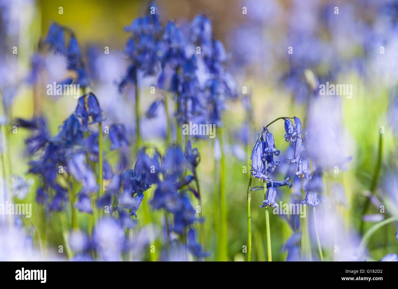 Tiny Blue Spring Flowers on Wild Woodland Meadow Stock Photo - Alamy
