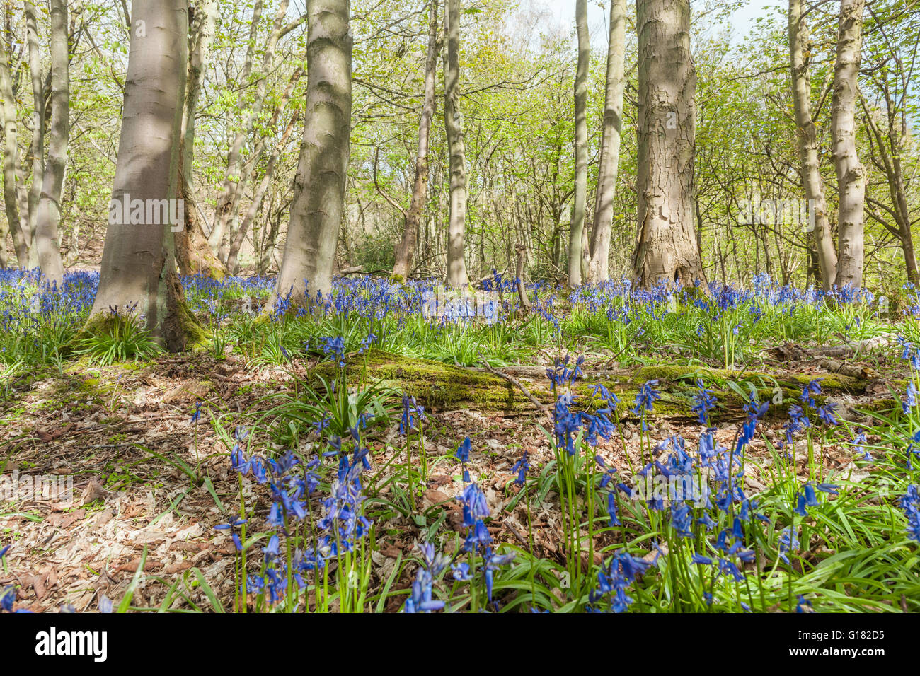 Landscape trees meadow tall hi-res stock photography and images - Alamy