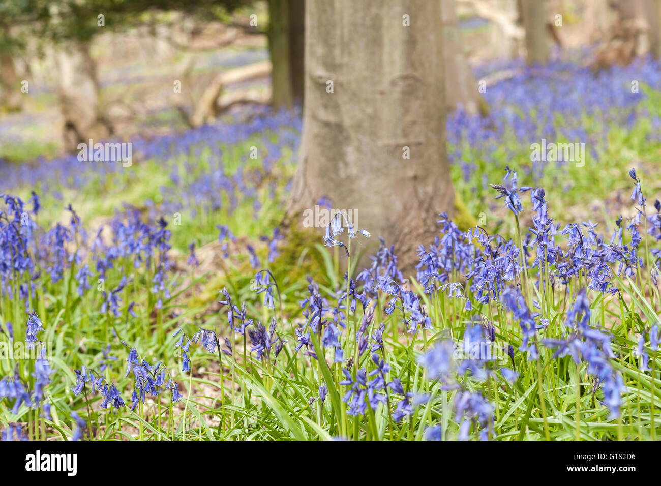 Blue spring flowers hi-res stock photography and images - Alamy