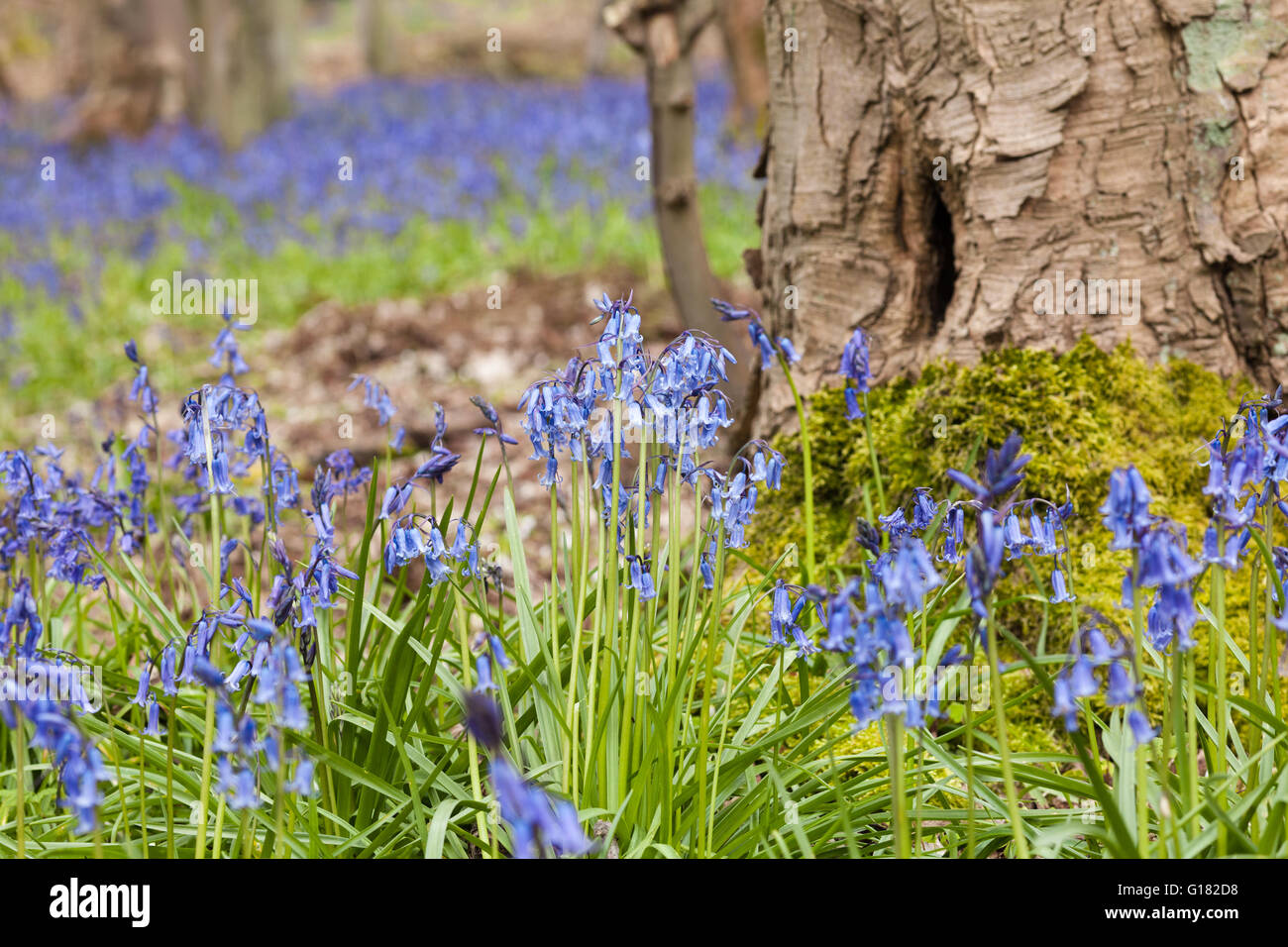 Blue spring flowers hi-res stock photography and images - Alamy