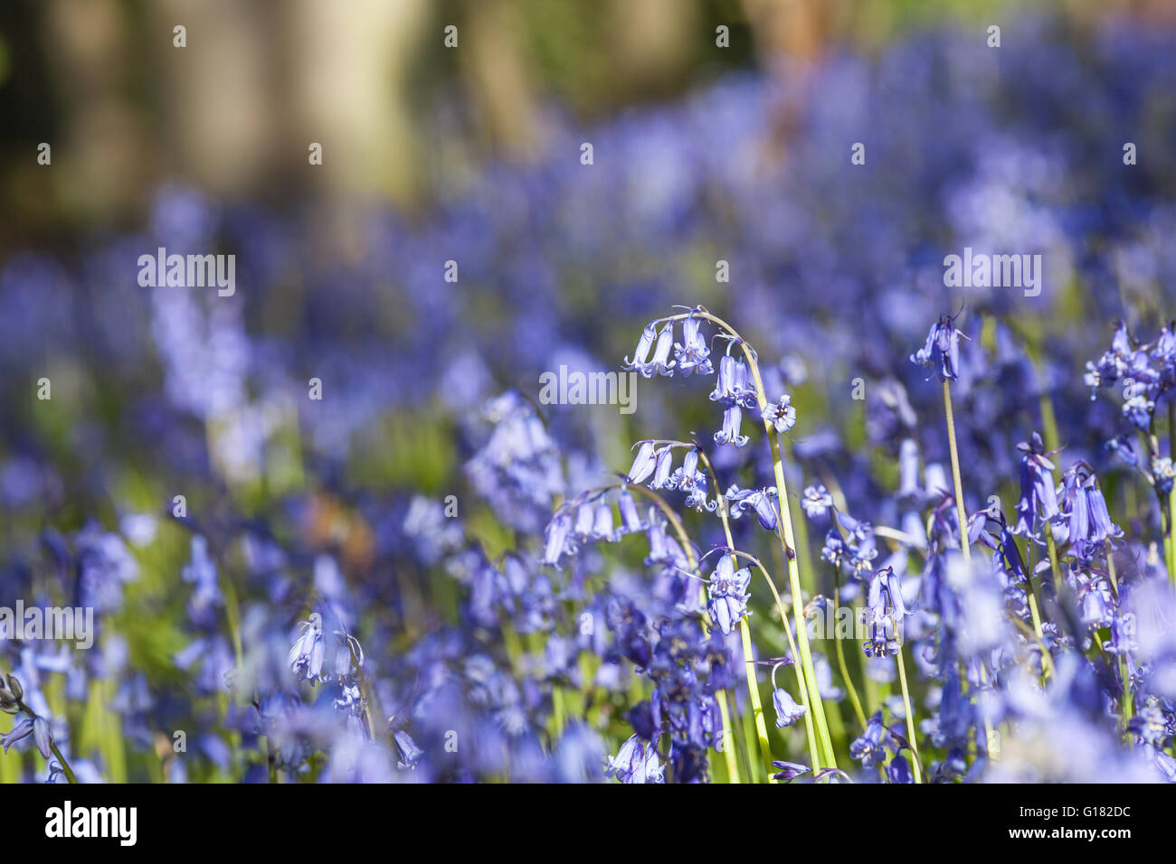 Spring Bluebell Flowers on Wild Forest Meadow Stock Photo - Alamy