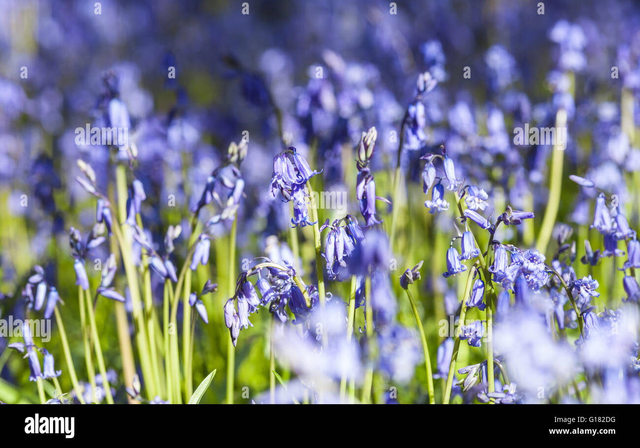 Delicate light blue flowers hi-res stock photography and images - Alamy