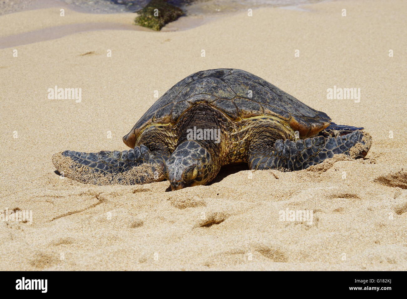 Wild Honu giant Hawaiian green sea turtles at Hookipa Beach Park, Maui ...