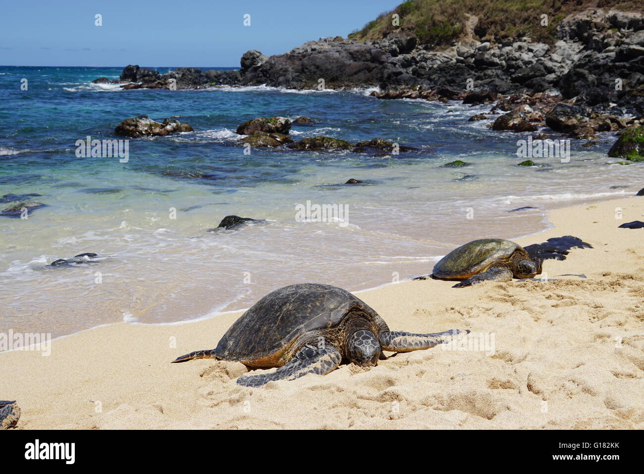 Wild Honu giant Hawaiian green sea turtles at Hookipa Beach Park, Maui ...