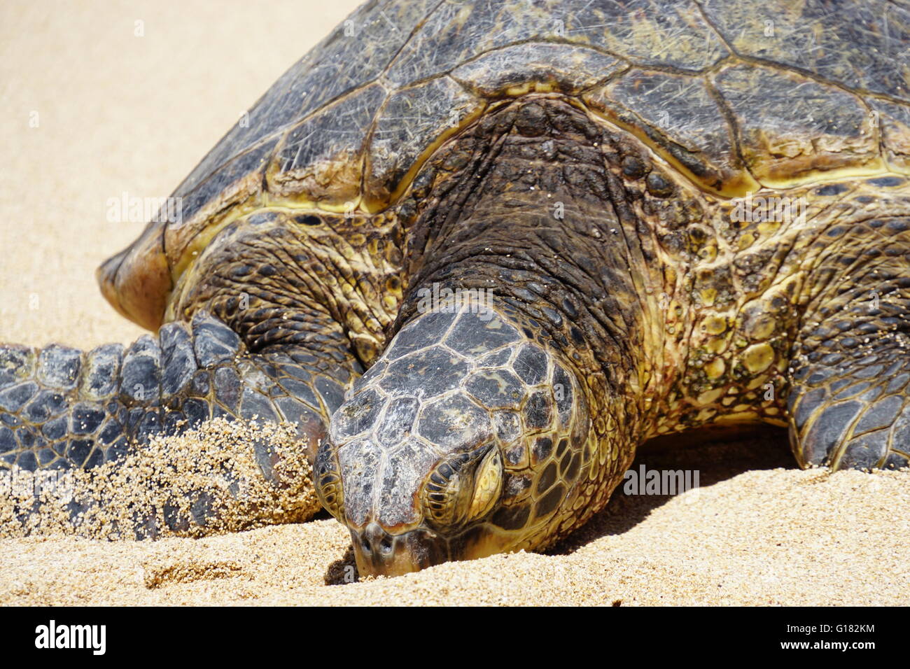 Wild Honu giant Hawaiian green sea turtles at Hookipa Beach Park, Maui ...