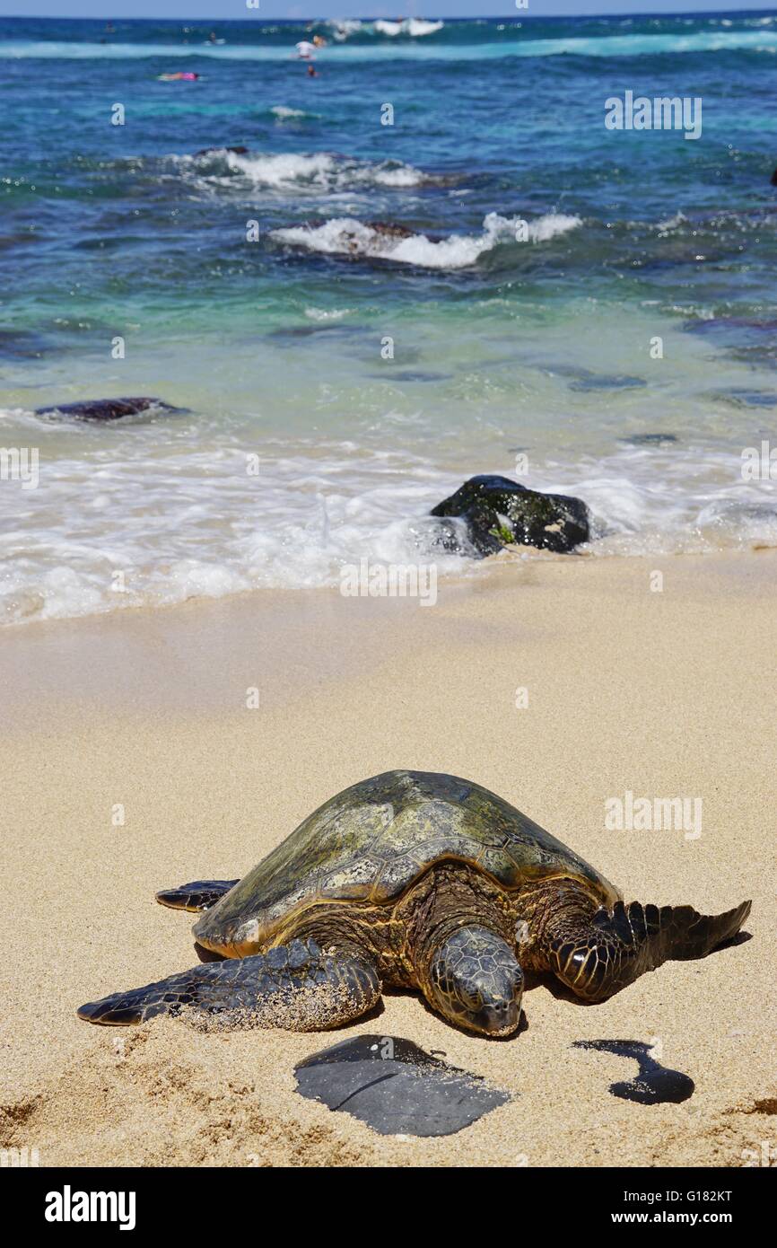 Wild Honu giant Hawaiian green sea turtles at Hookipa Beach Park, Maui ...