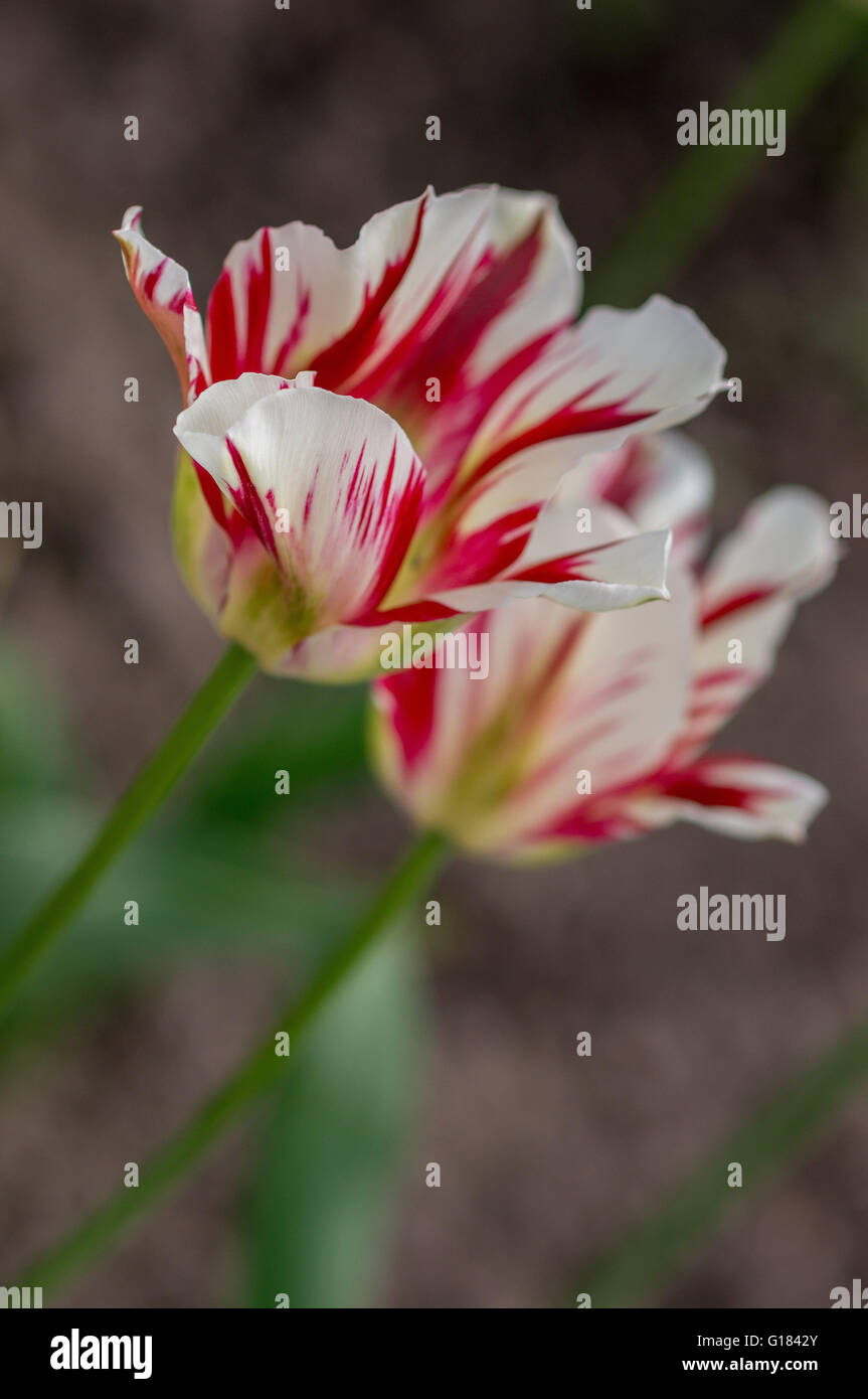 Two red stripes hi-res stock photography and images - Alamy