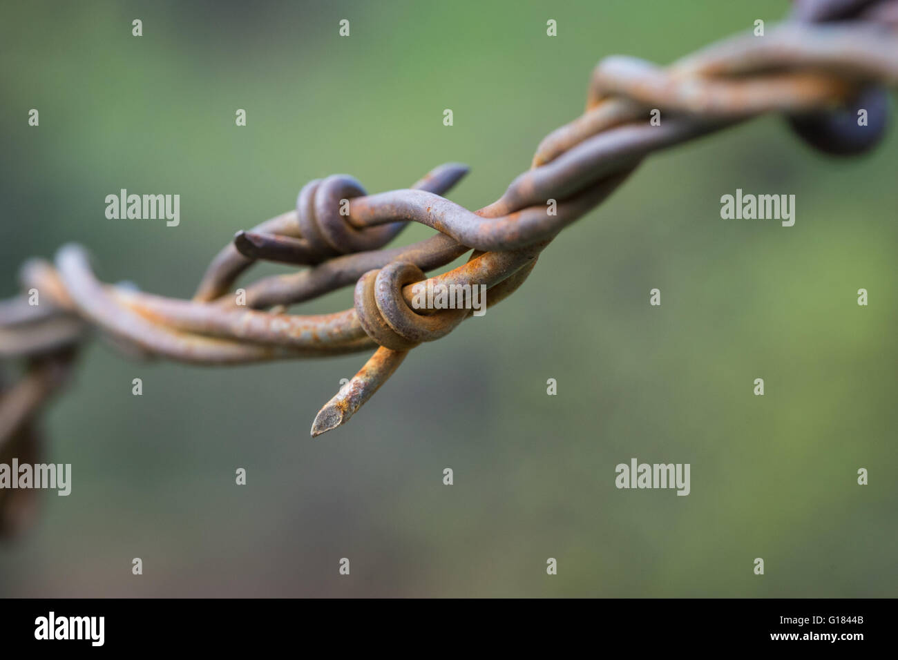 Rusted jagged tip of barbed wire on metal fence line Stock Photo - Alamy