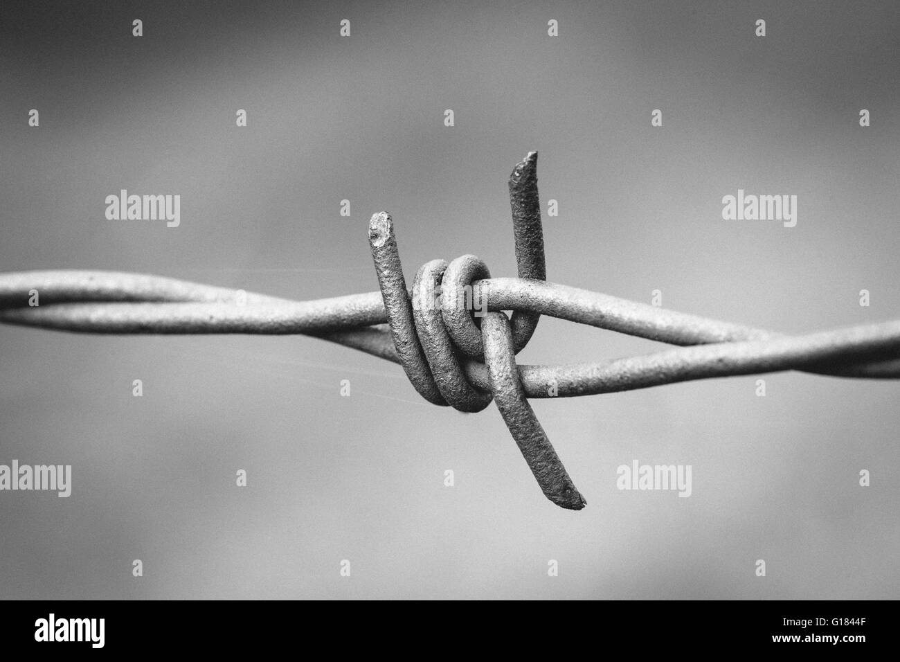 Monochrome black and white sharp spikes of a barbed wire fence Stock ...